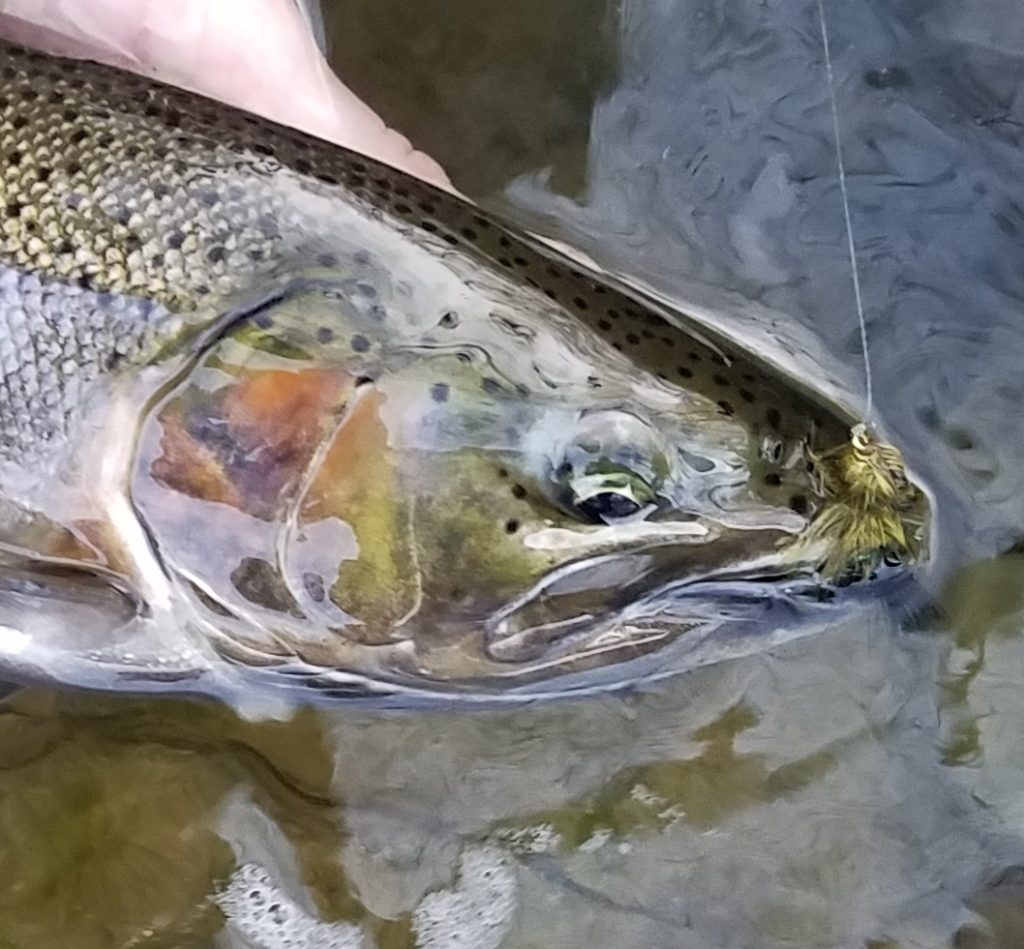 CNY Fly Fish – CNY Fly Fish
